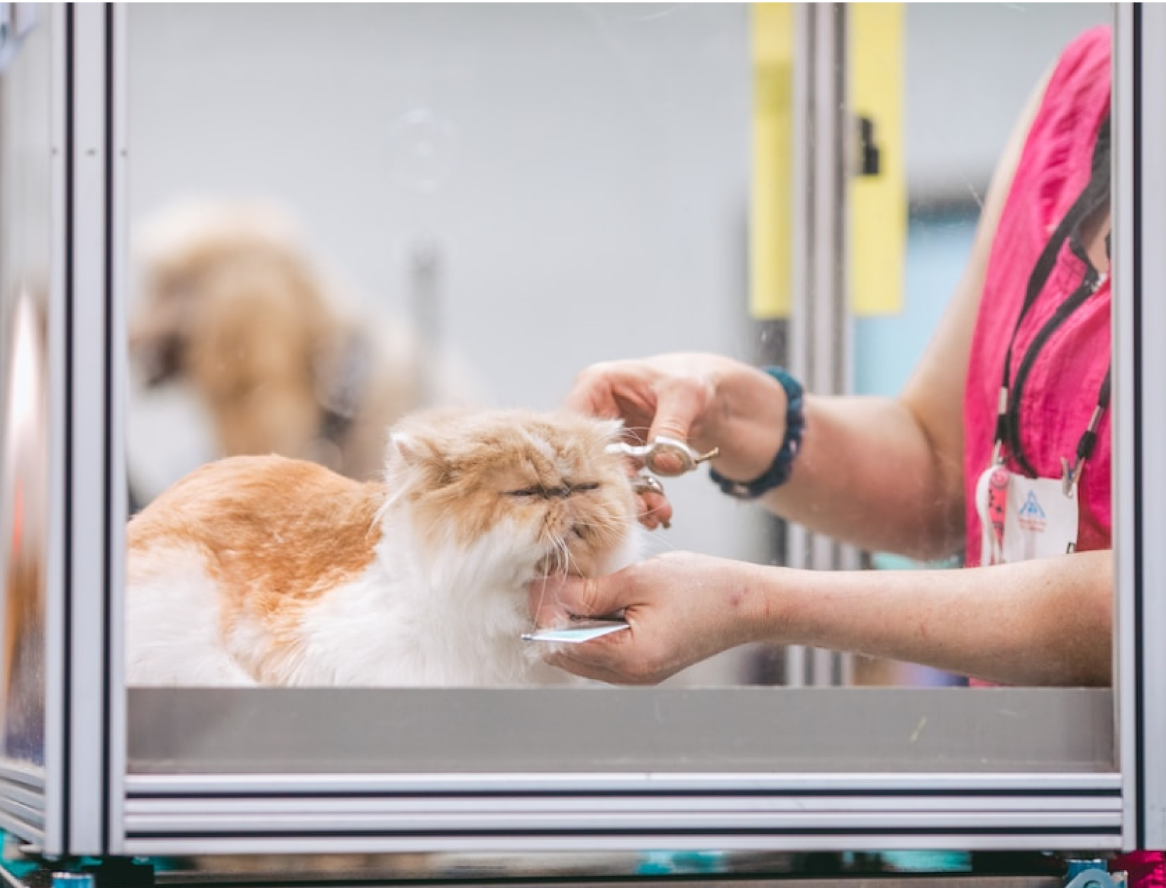 Fighting Fleas and Ticks: A Veterinarian's Advice for Keeping Your Pet ...